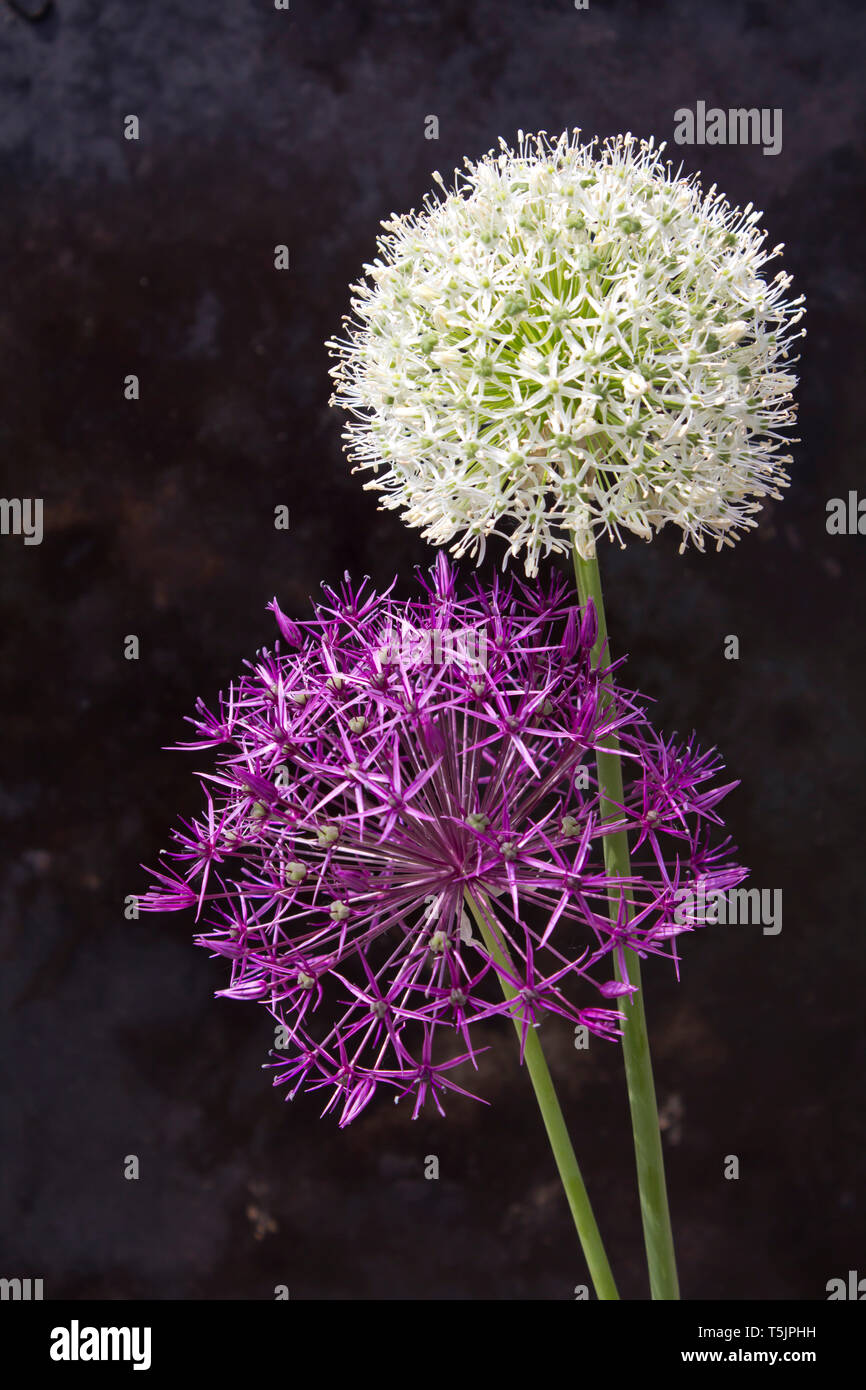 Giant onion hi-res stock photography and images - Alamy