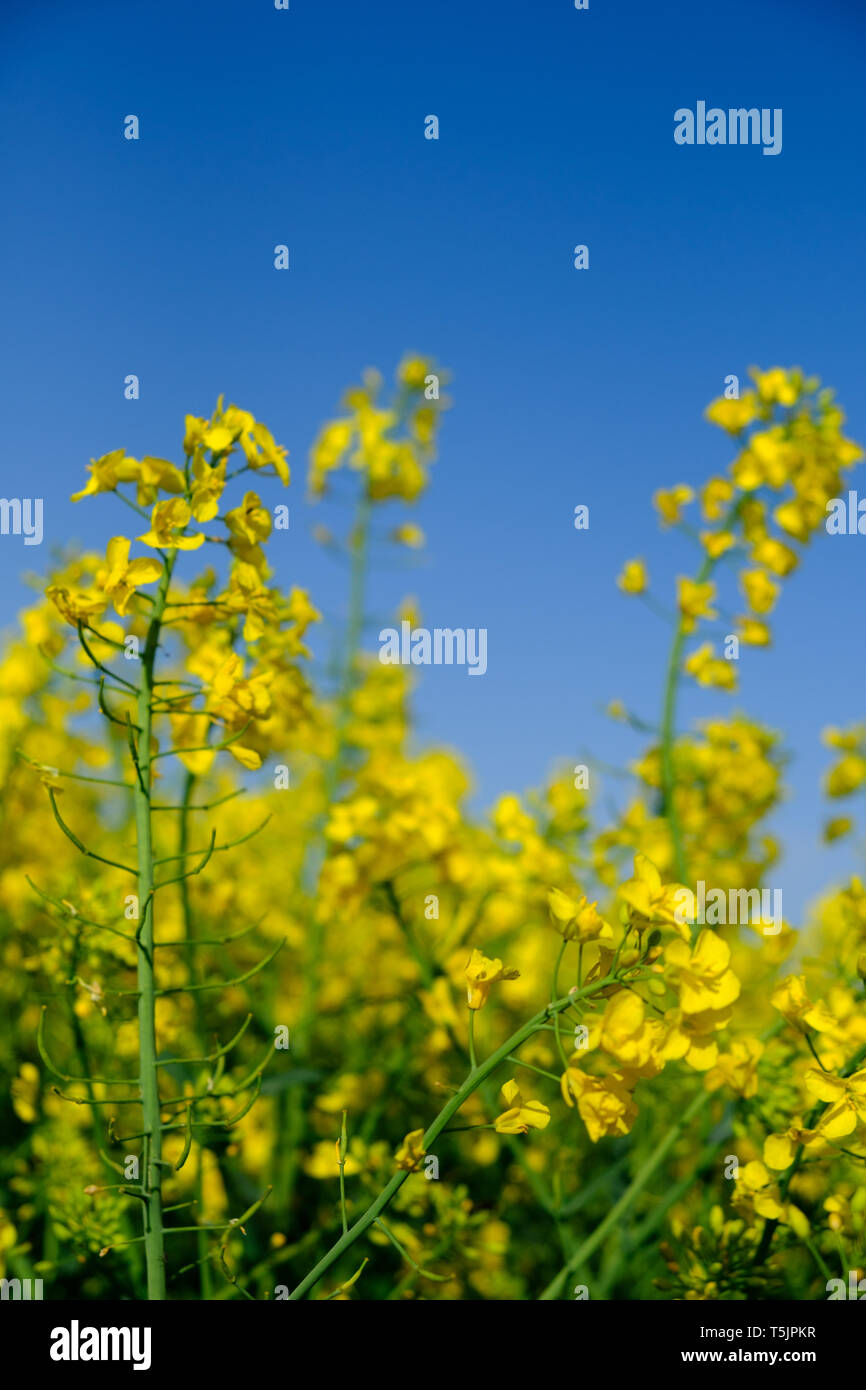 Rapeseed, also known as rape, oilseed rape, and, in the case of one ...