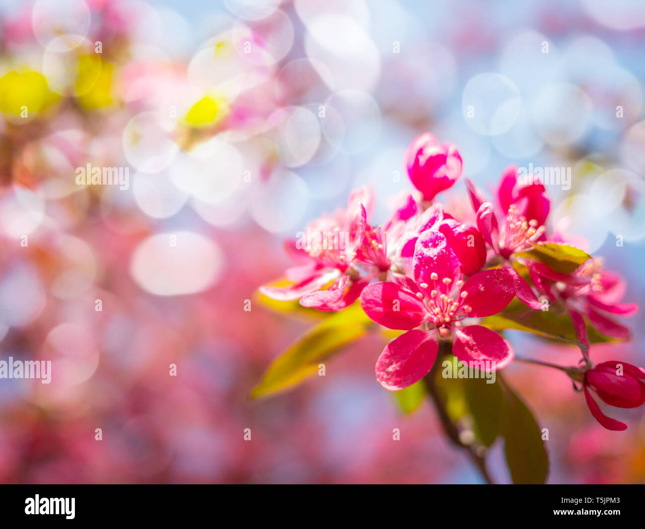 beautiful pink flowers bloom background, spring blossom tree Stock ...