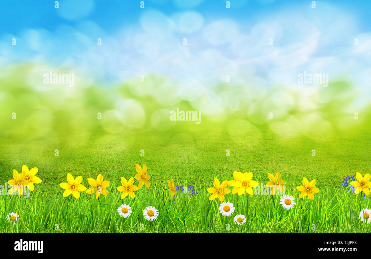 spring flowers and green grass background Stock Photo - Alamy