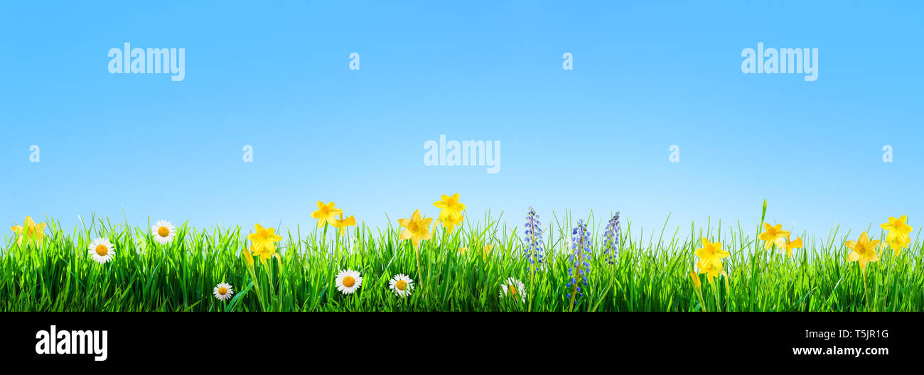 grass and spring flowers background Stock Photo - Alamy