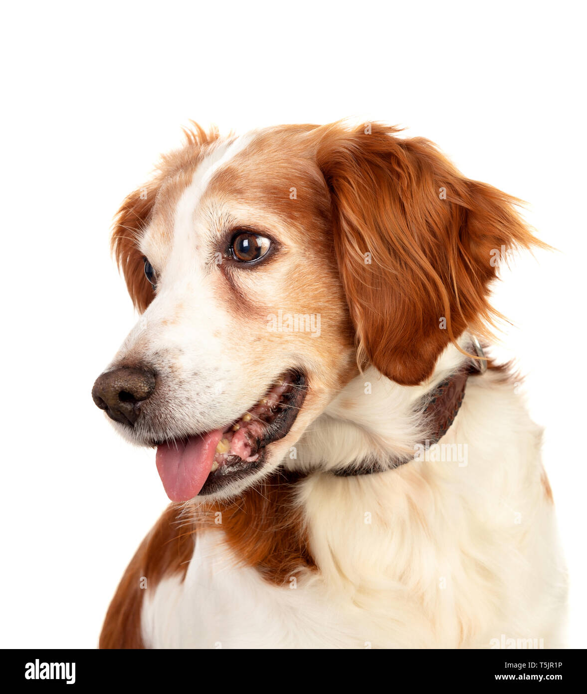 Beautiful portraits of a dog isolated on a white background Stock Photo ...