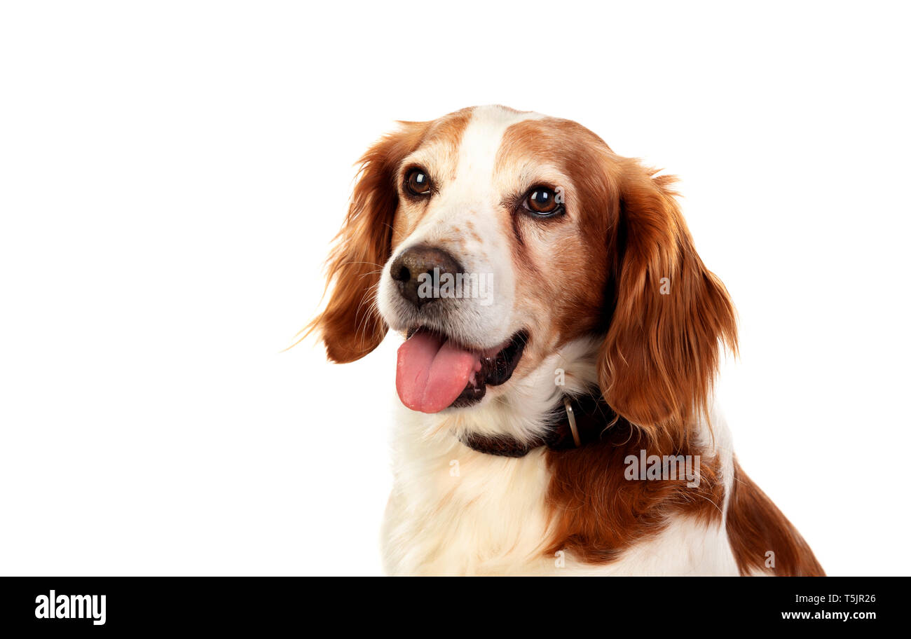 Beautiful portraits of a dog isolated on a white background Stock Photo ...