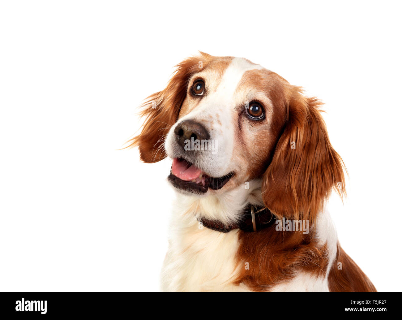 Beautiful portraits of a dog isolated on a white background Stock Photo ...