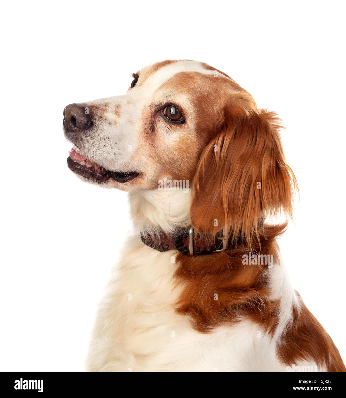 Beautiful portraits of a dog isolated on a white background Stock Photo ...