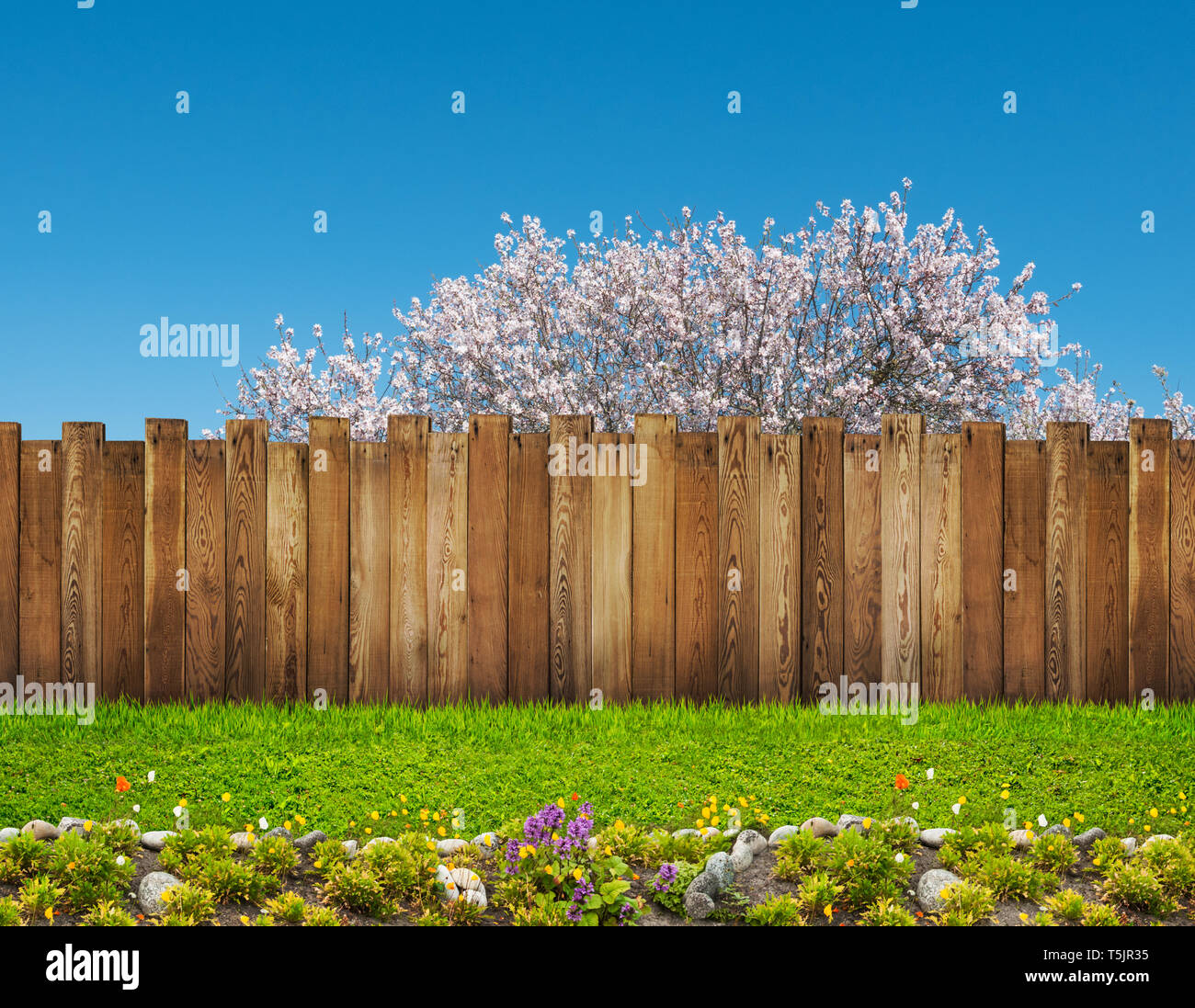 spring bloom tree in backyard and wooden garden fence Stock Photo - Alamy