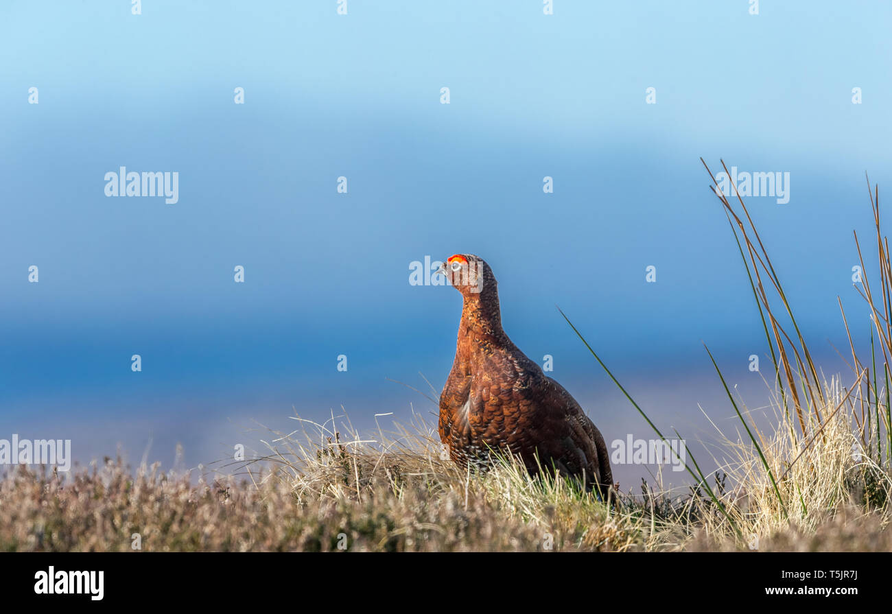 Red Grouse male (Lagopus lagopus) in early Springtime. Bright red eye ...