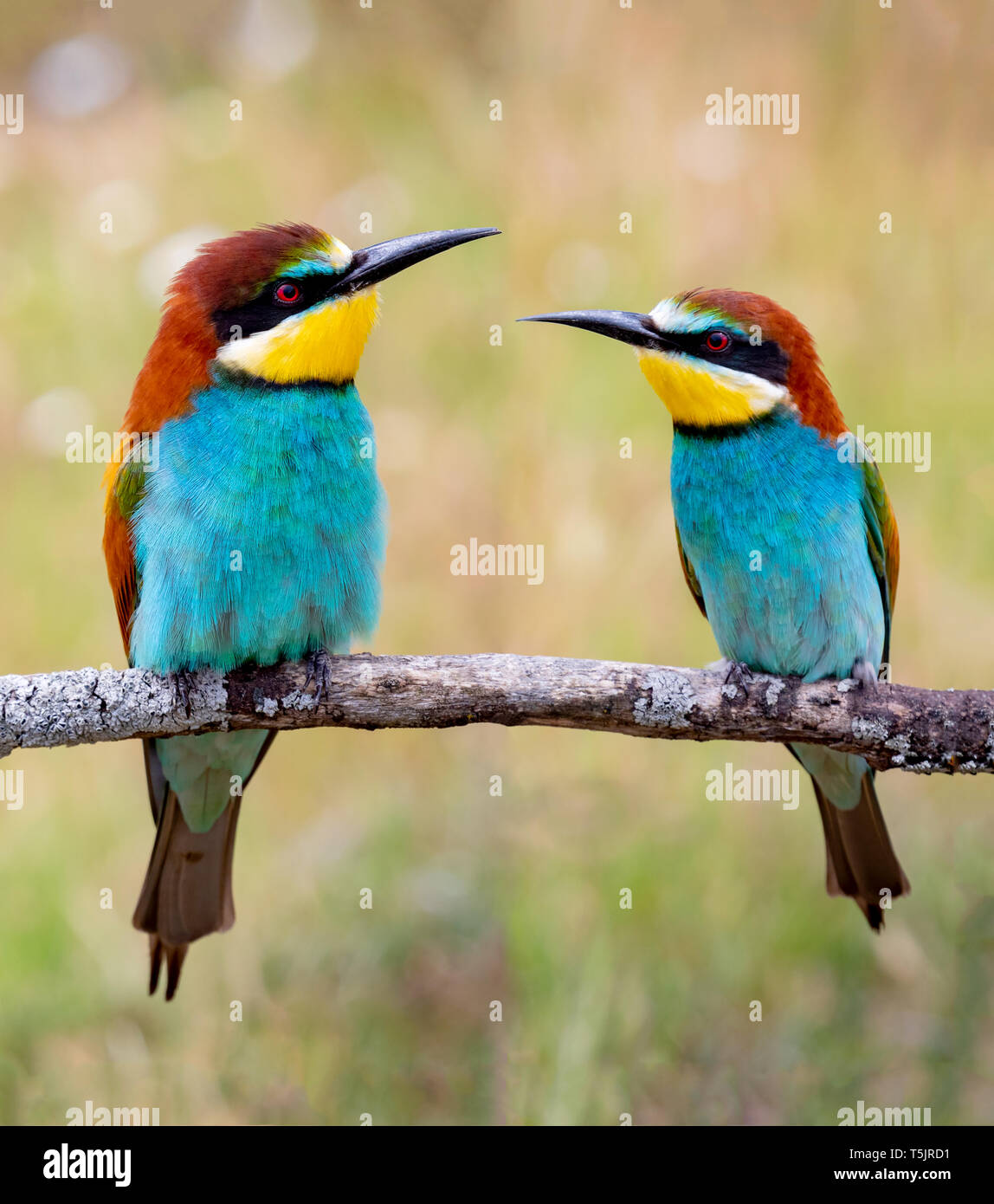 Couple of bee-eaters on a branch falling in love Stock Photo - Alamy