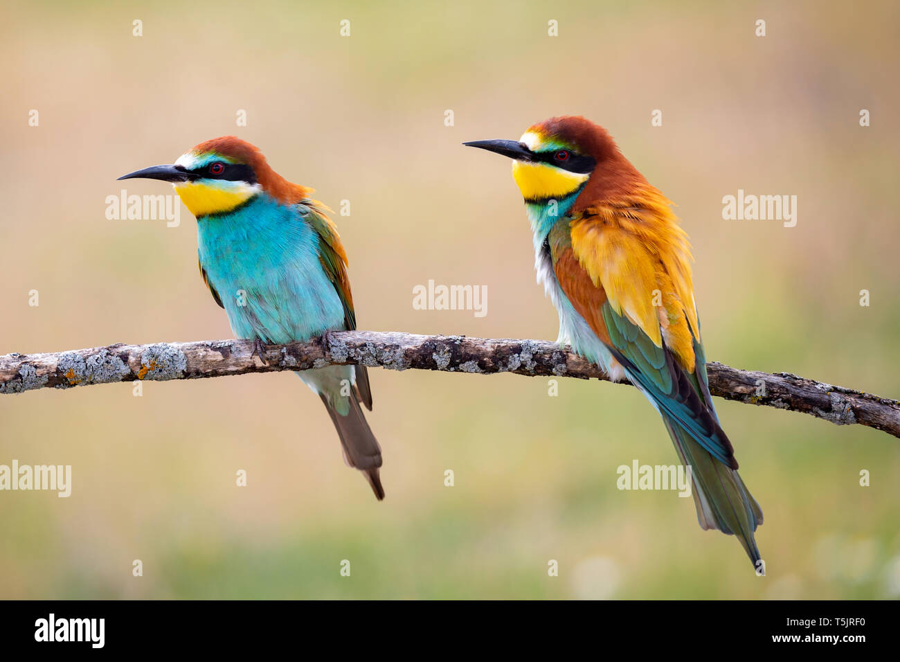 Couple of bee-eaters on a branch falling in love Stock Photo - Alamy