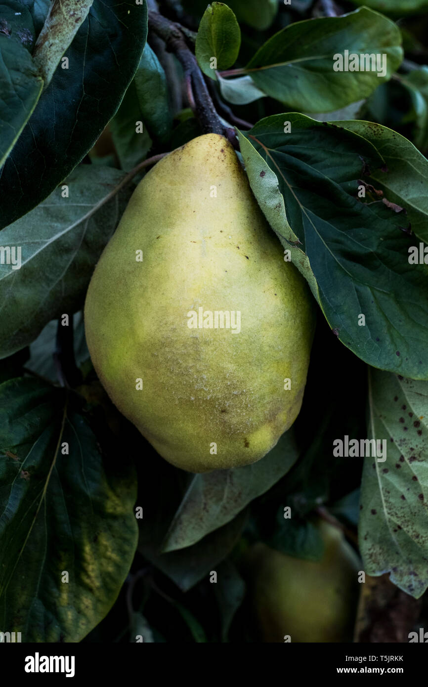 Close up of quince on a tree Stock Photo - Alamy