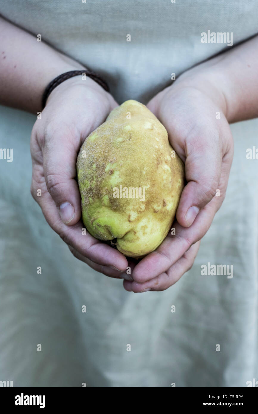 Holding quince hi-res stock photography and images - Alamy