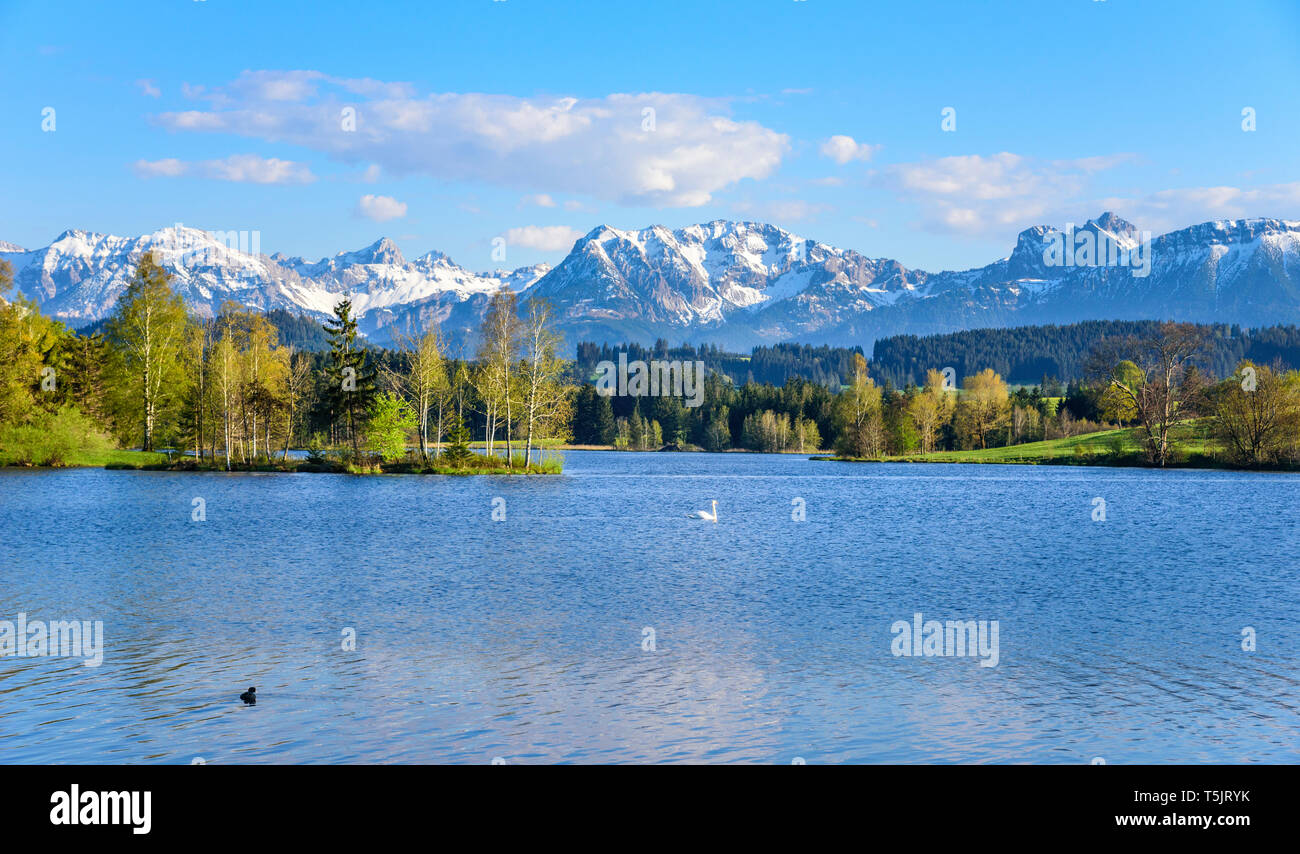 Beautiful nature at the alpine border in eastern Allgäu on a springtime ...