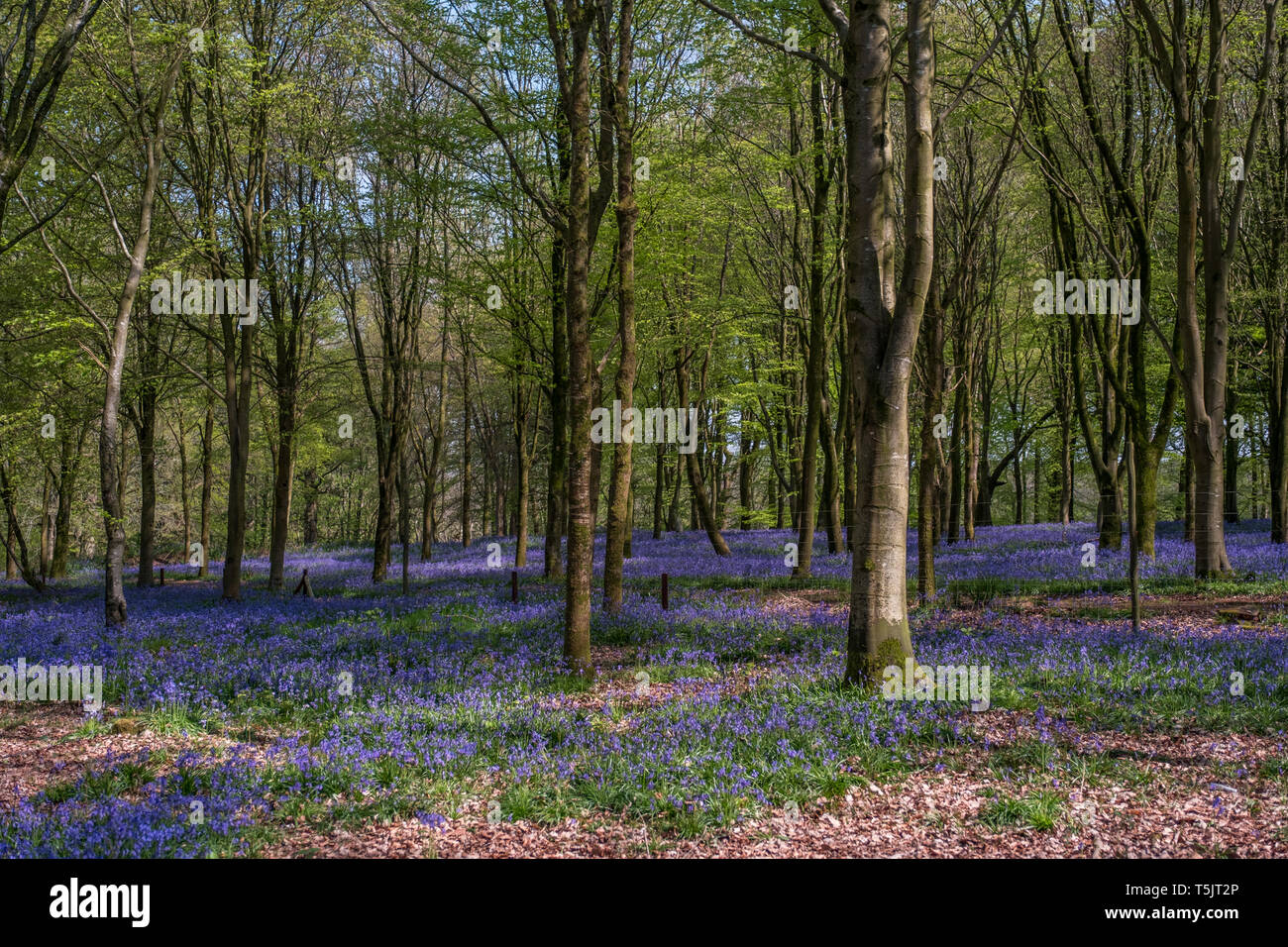 Spring bluebells in the forest Stock Photo - Alamy