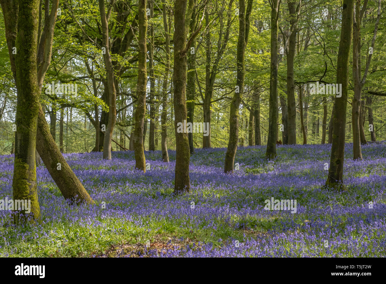 Spring bluebells in the forest Stock Photo - Alamy