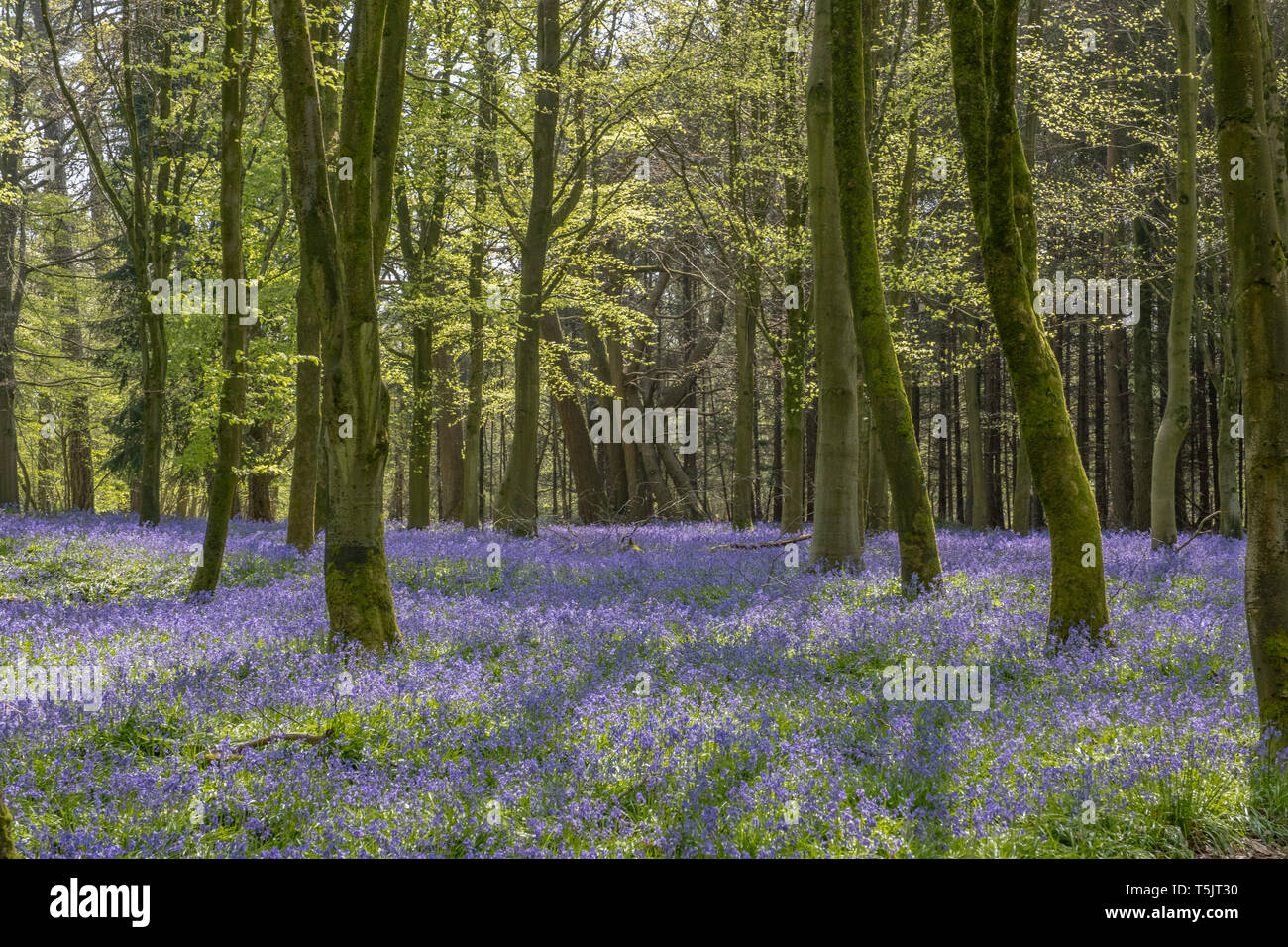 Spring bluebells in the forest Stock Photo - Alamy
