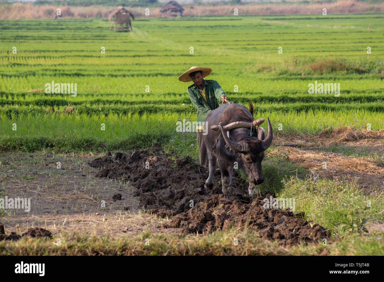 Shan farmer ploughing rice paddy field with traditional plough pulled ...
