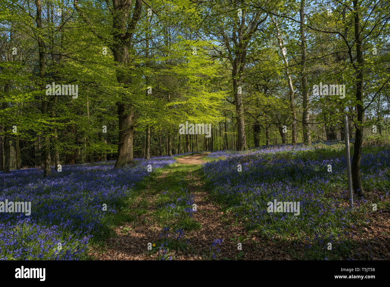 Spring bluebells in the forest Stock Photo - Alamy