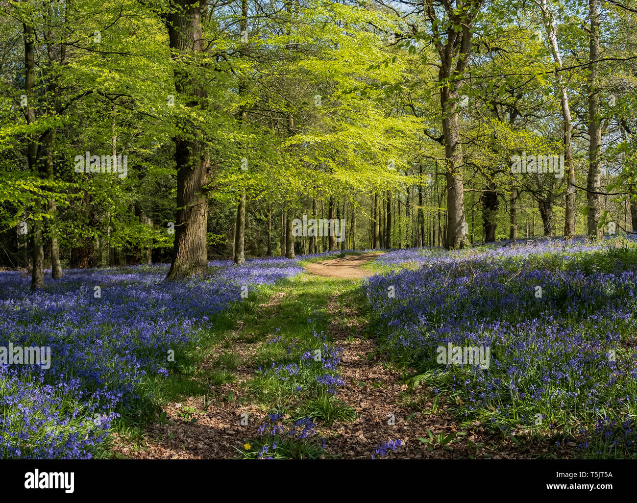 Spring bluebells in the forest Stock Photo - Alamy