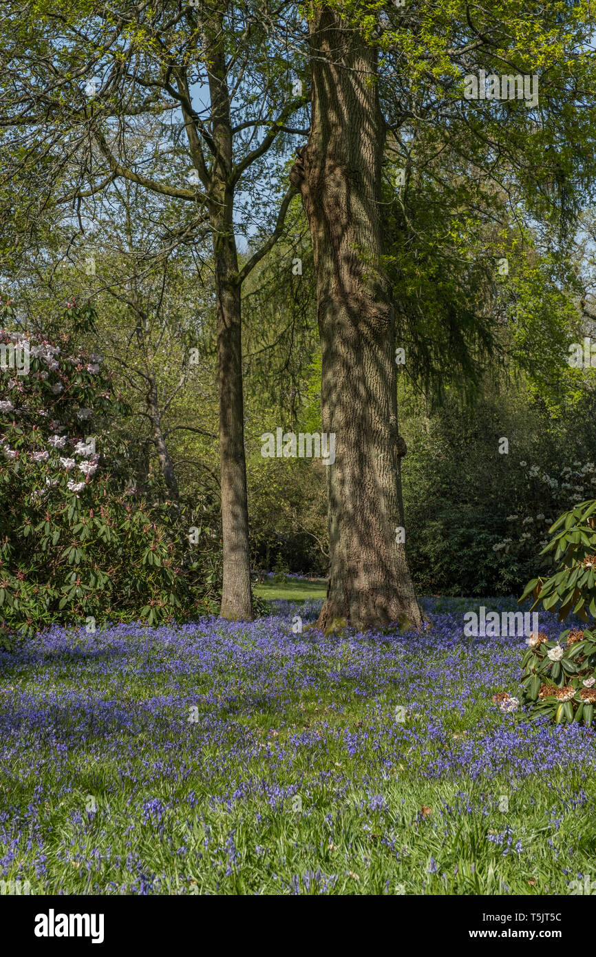 Spring bluebells in the forest Stock Photo - Alamy