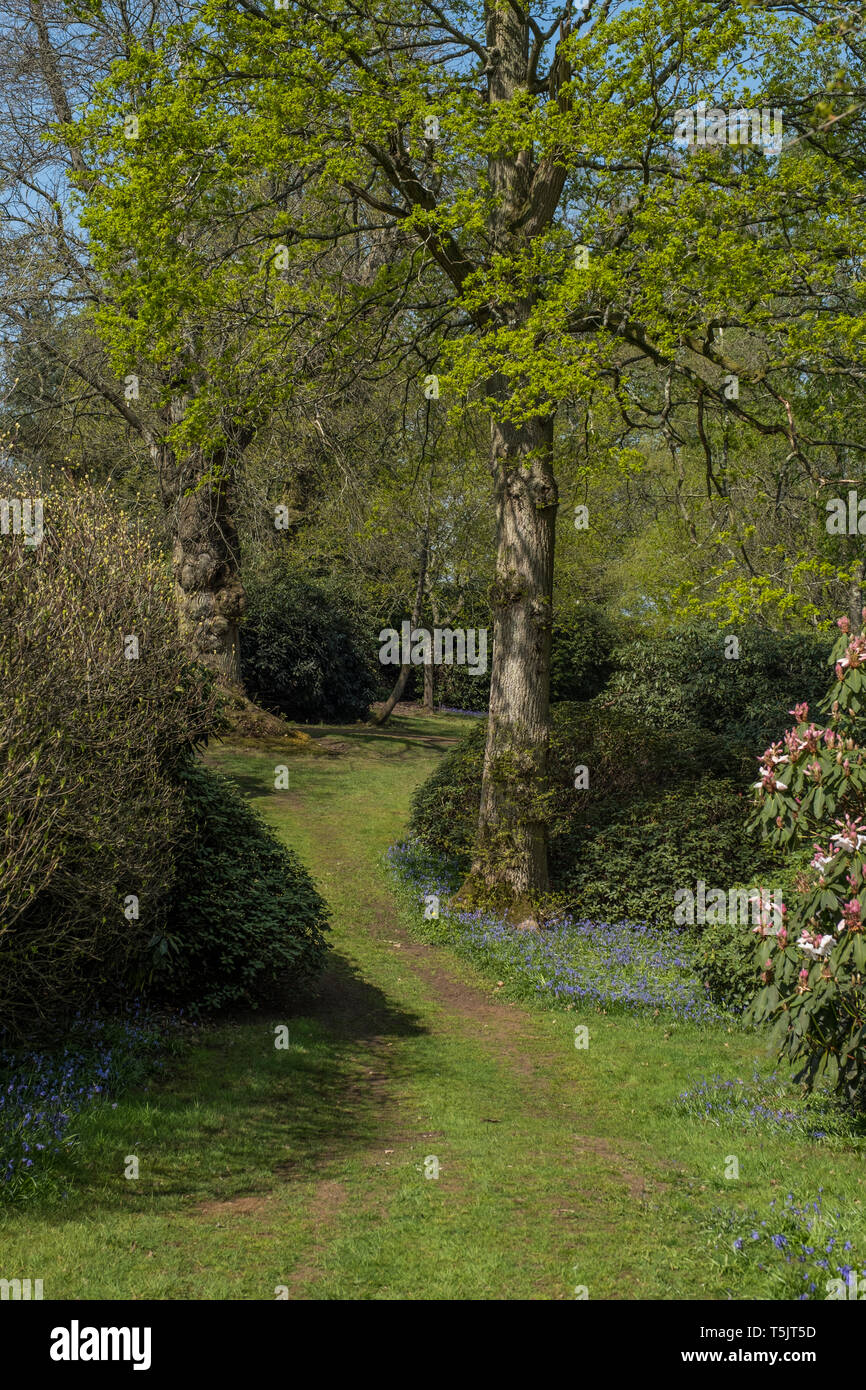 Spring bluebells in the forest Stock Photo - Alamy