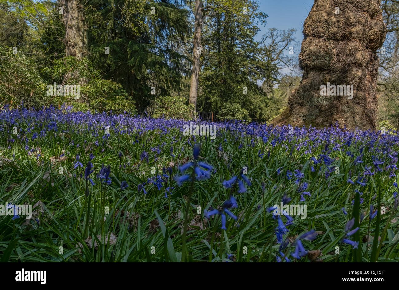 Spring bluebells in the forest Stock Photo - Alamy