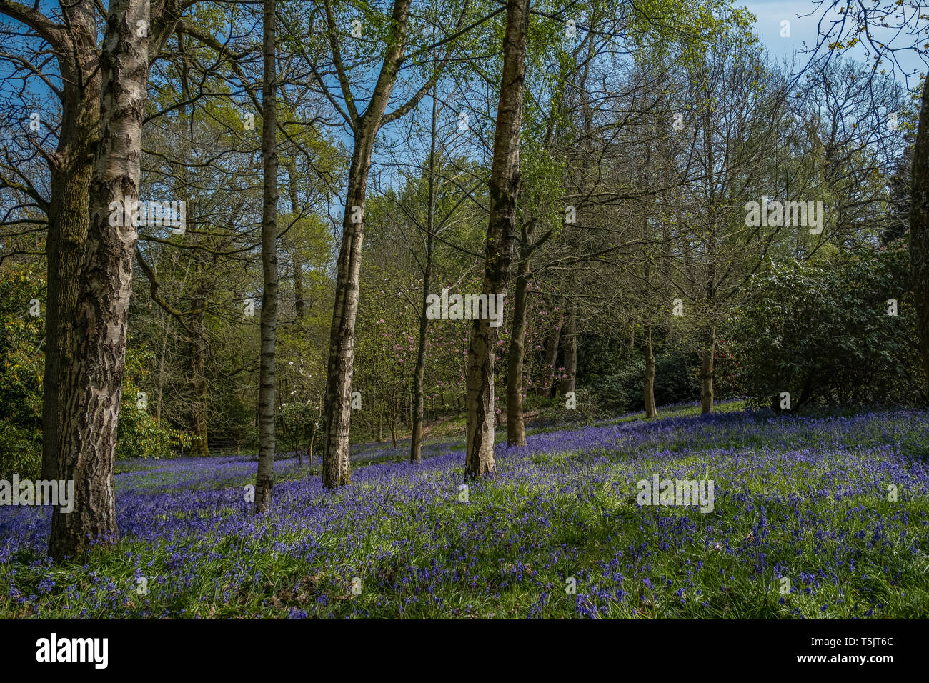 Spring bluebells in the forest Stock Photo - Alamy