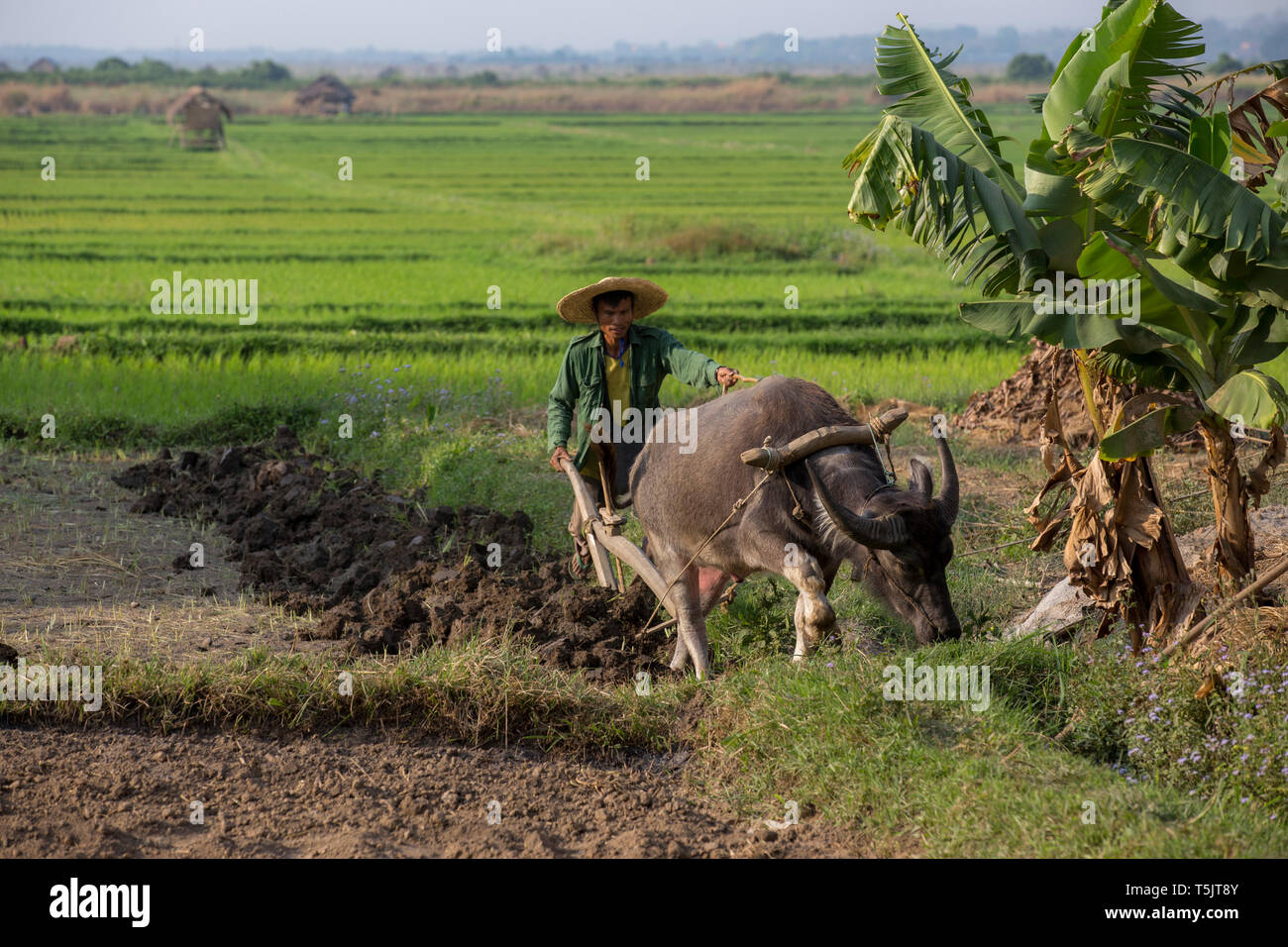 Farmer ploughing a rice paddy field with a traditional water buffalo ...