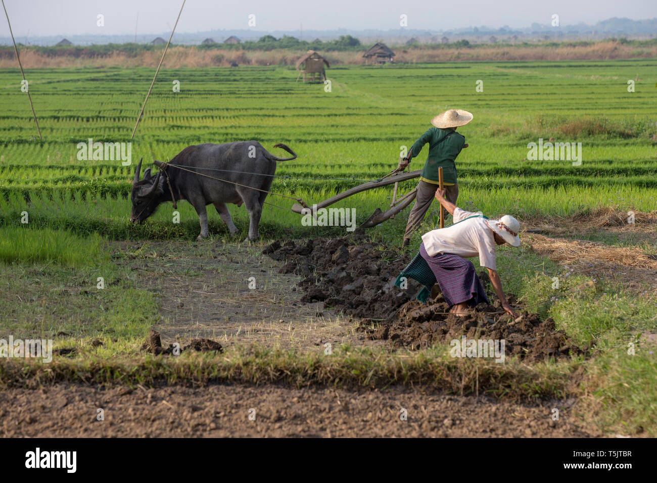 Farmer ploughing a rice paddy field with a traditional water buffalo ...