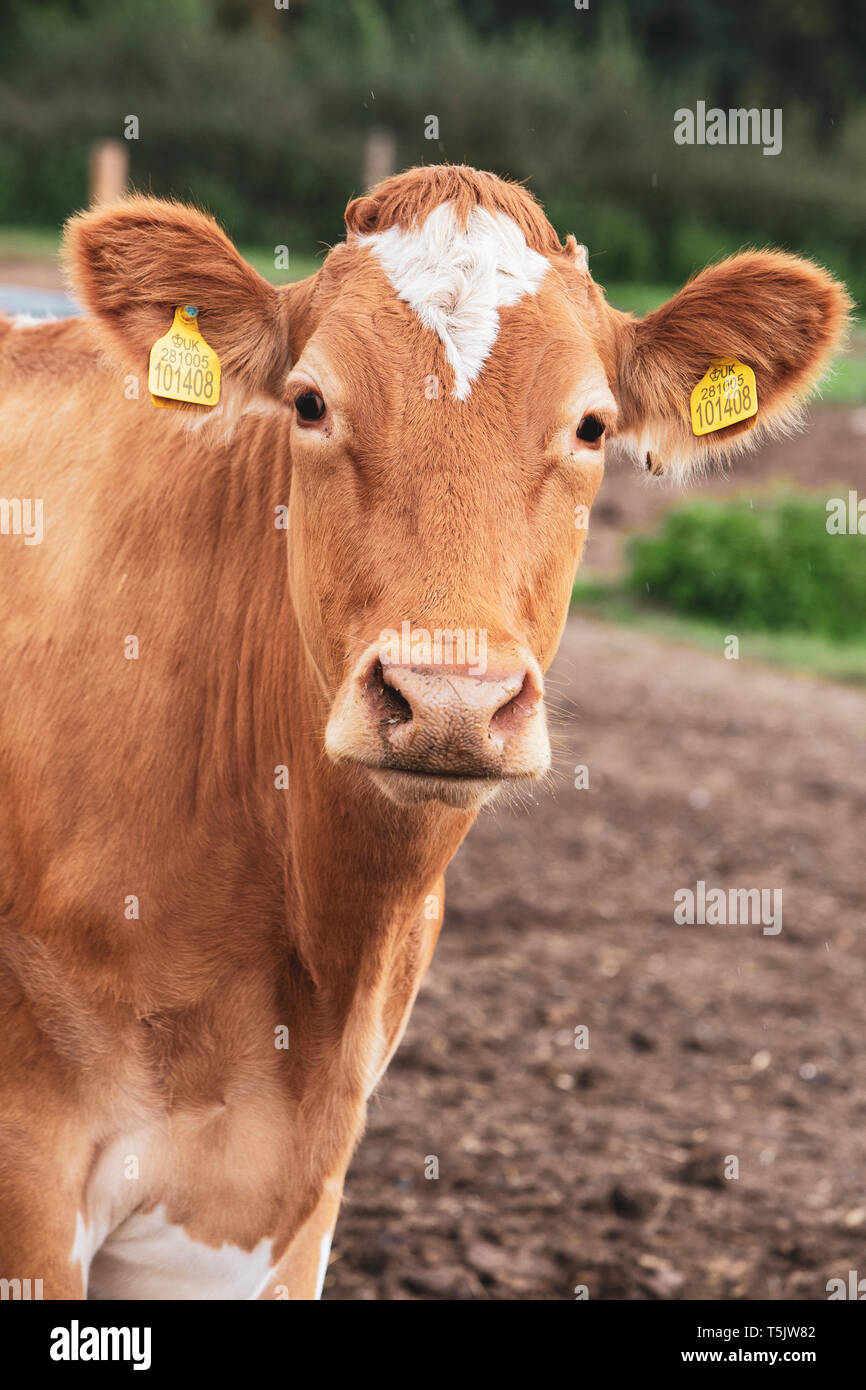 Piebald red and white Guernsey cow on a pasture looking at the camera ...