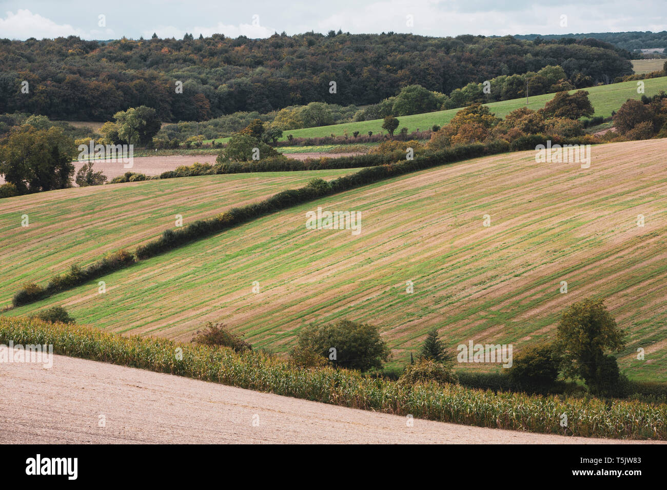 Landscape view with fields, hedges and forest in the distance Stock Photo - Alamy