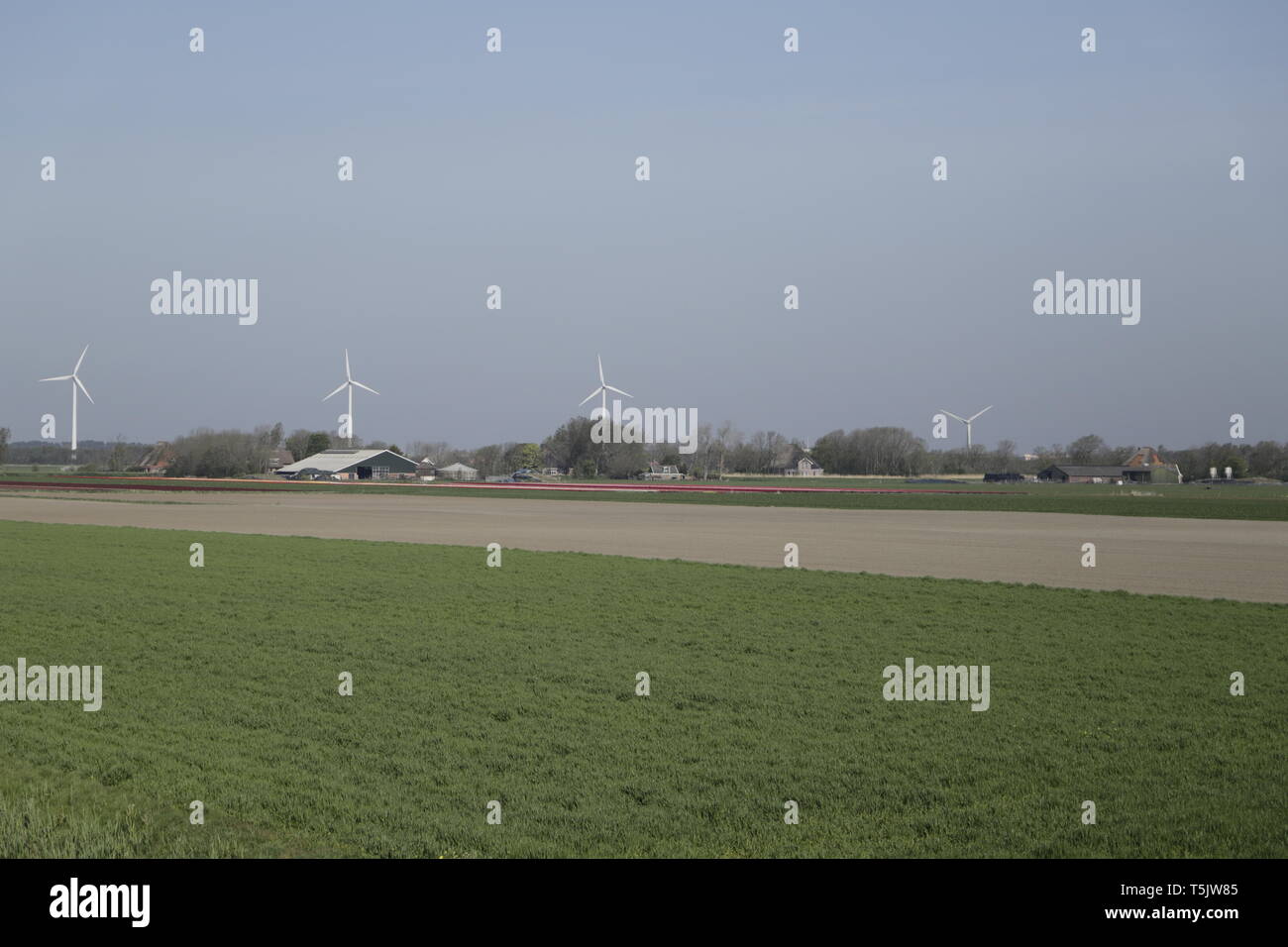 Dutch landscape, green fields and windmills at the background Stock ...