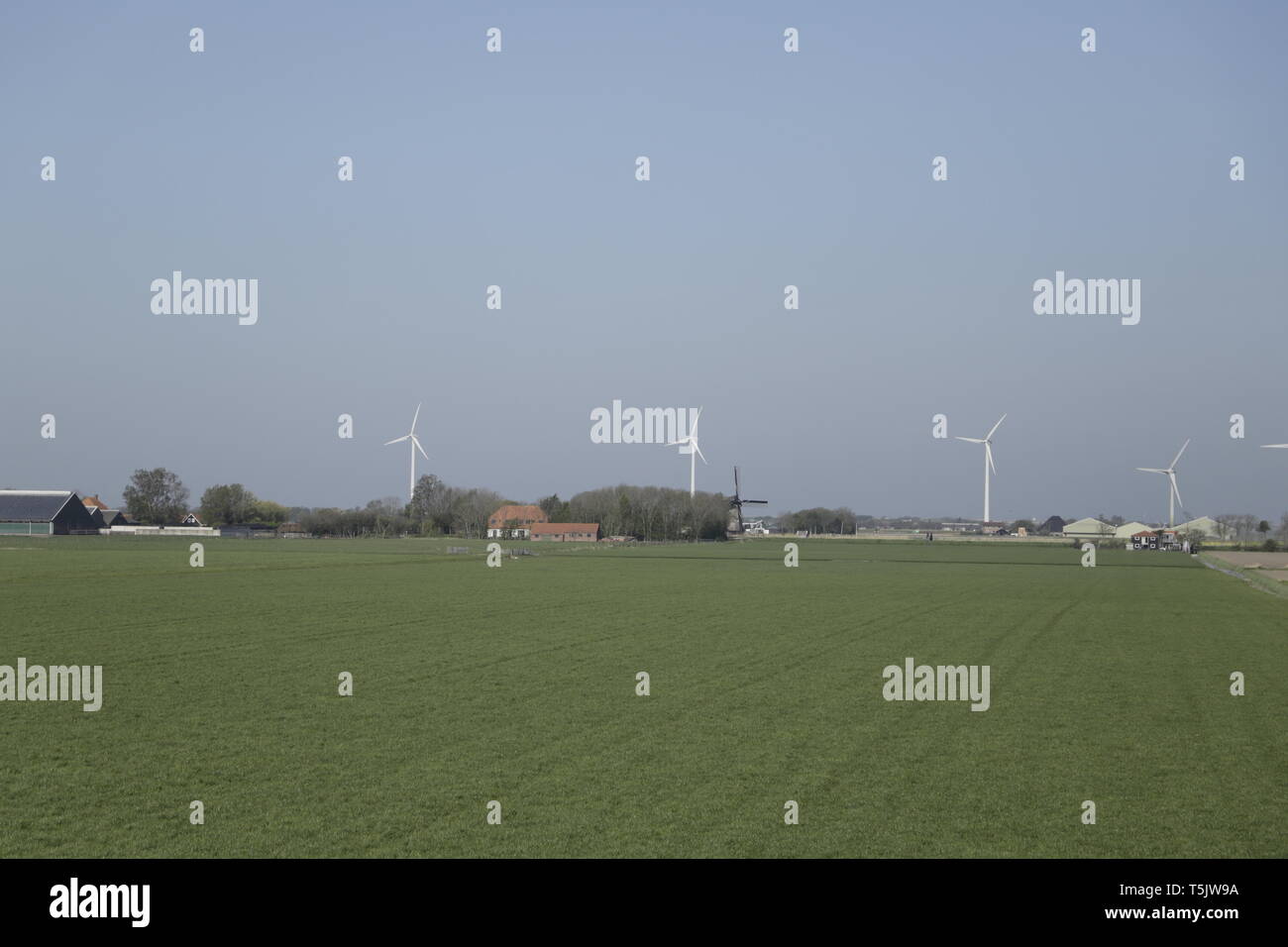 Dutch landscape, green fields and windmills at the background Stock ...