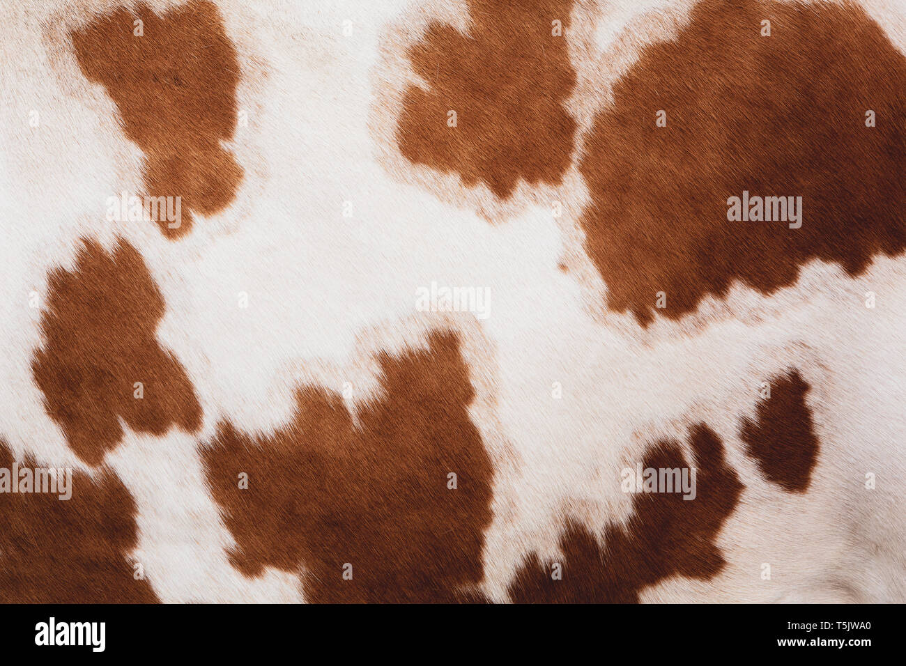 Piebald pattern hi-res stock photography and images - Alamy