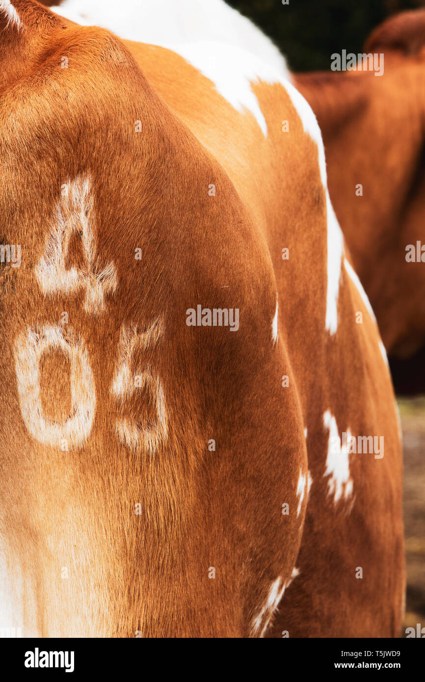 Number 405 hi-res stock photography and images - Alamy