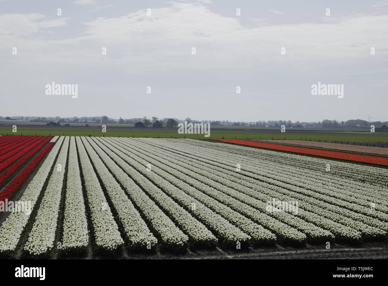 Colorful tulip fields in North Holland, the Netherlands Stock Photo - Alamy