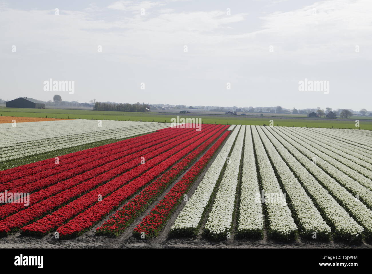 Colorful tulip fields in North Holland, the Netherlands Stock Photo - Alamy