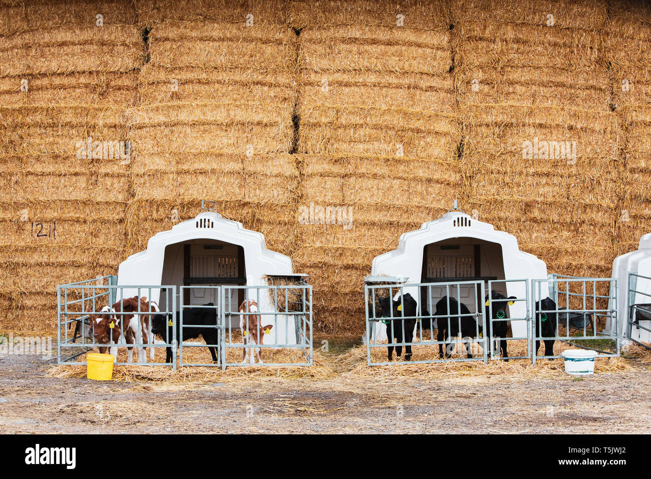 Calf pens hi-res stock photography and images - Alamy