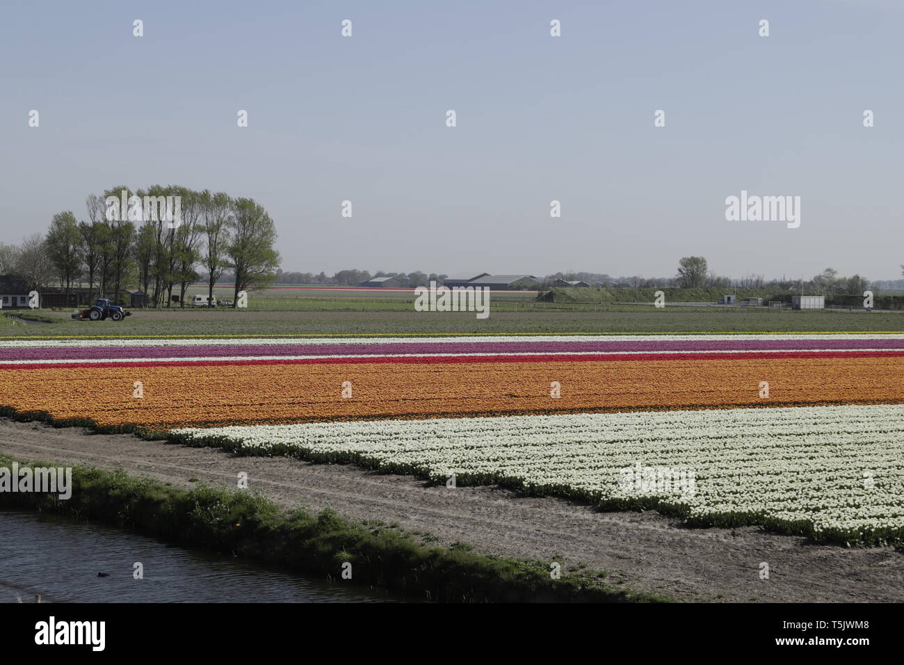 Colorful tulip fields in North Holland, the Netherlands Stock Photo - Alamy