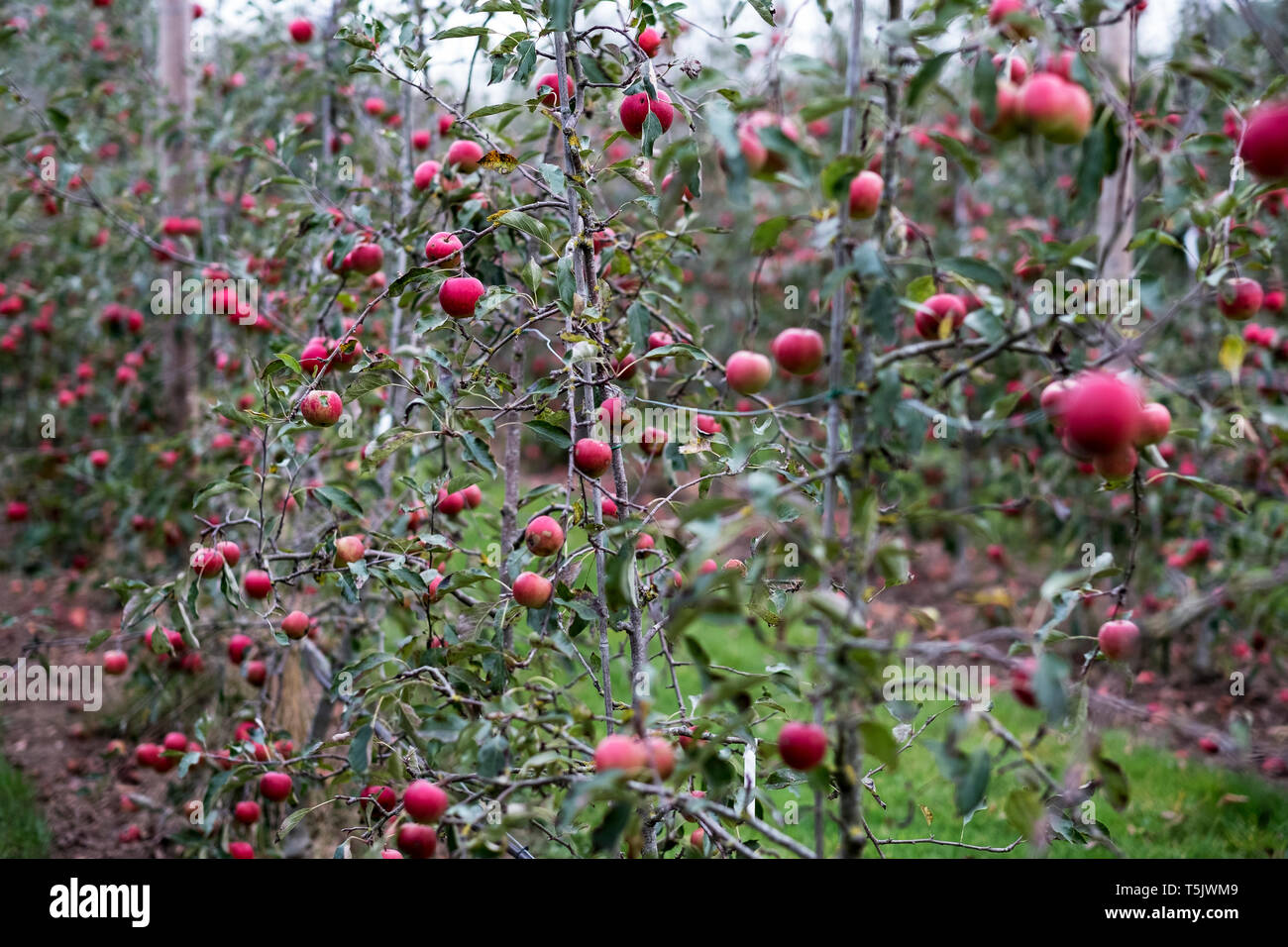 Apple trees in an organic orchard garden in autumn, red fruits ready ...