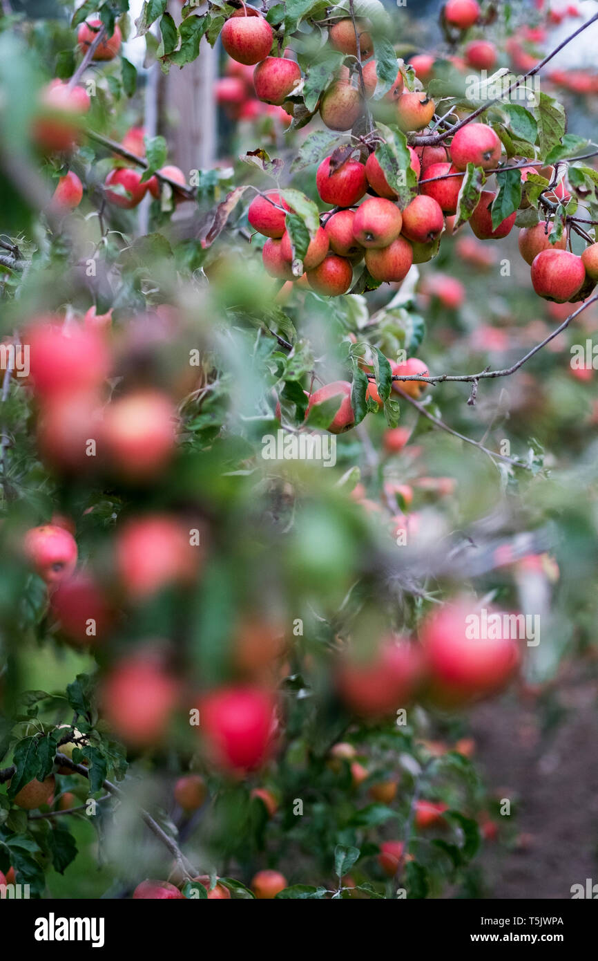 Apple trees in an organic orchard garden in autumn, red fruits ready ...