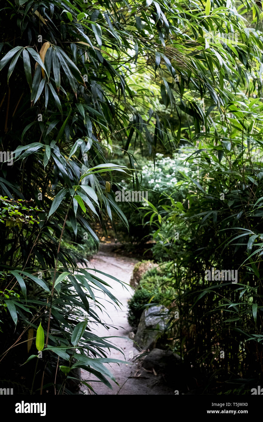 A garden path through tall bamboo plants and foliage Stock Photo - Alamy