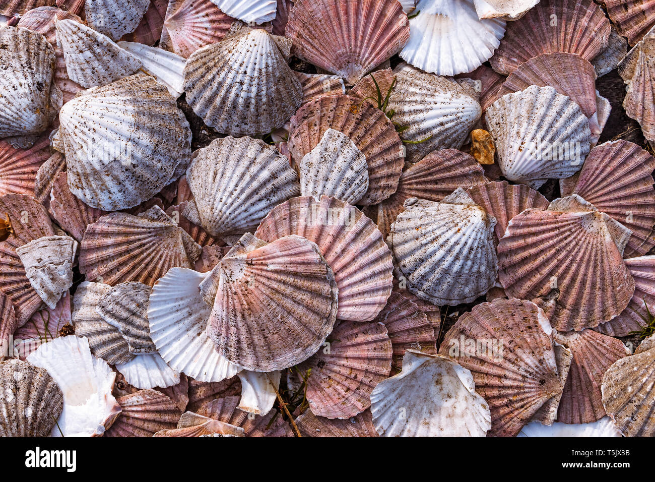 Scallop shells collection hi-res stock photography and images - Alamy
