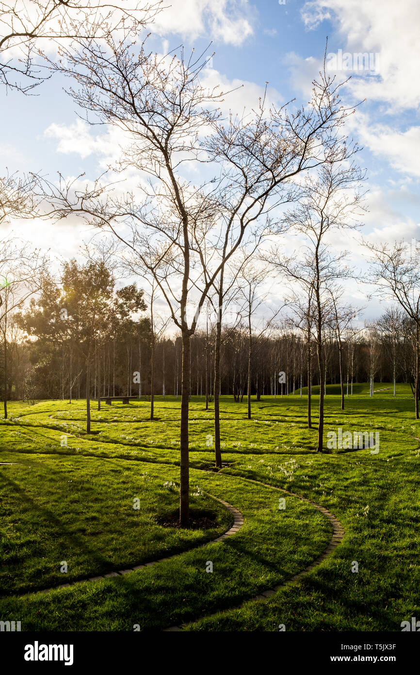 A garden in winter, young trees in grass with paths cut through the ...