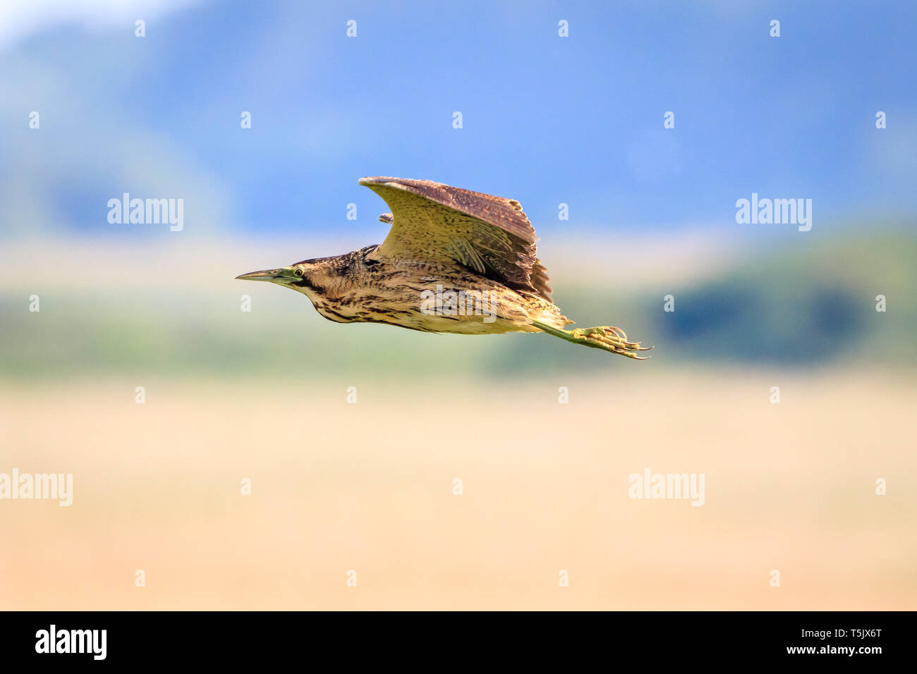 Flying wildlife hi-res stock photography and images - Alamy