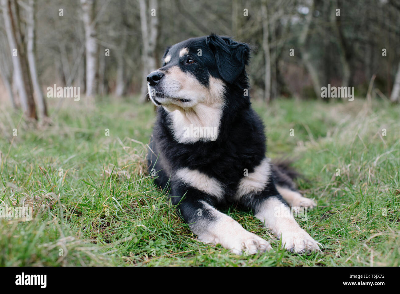 A mixed breed dog with a black coat with white patches, a therapy dog ...