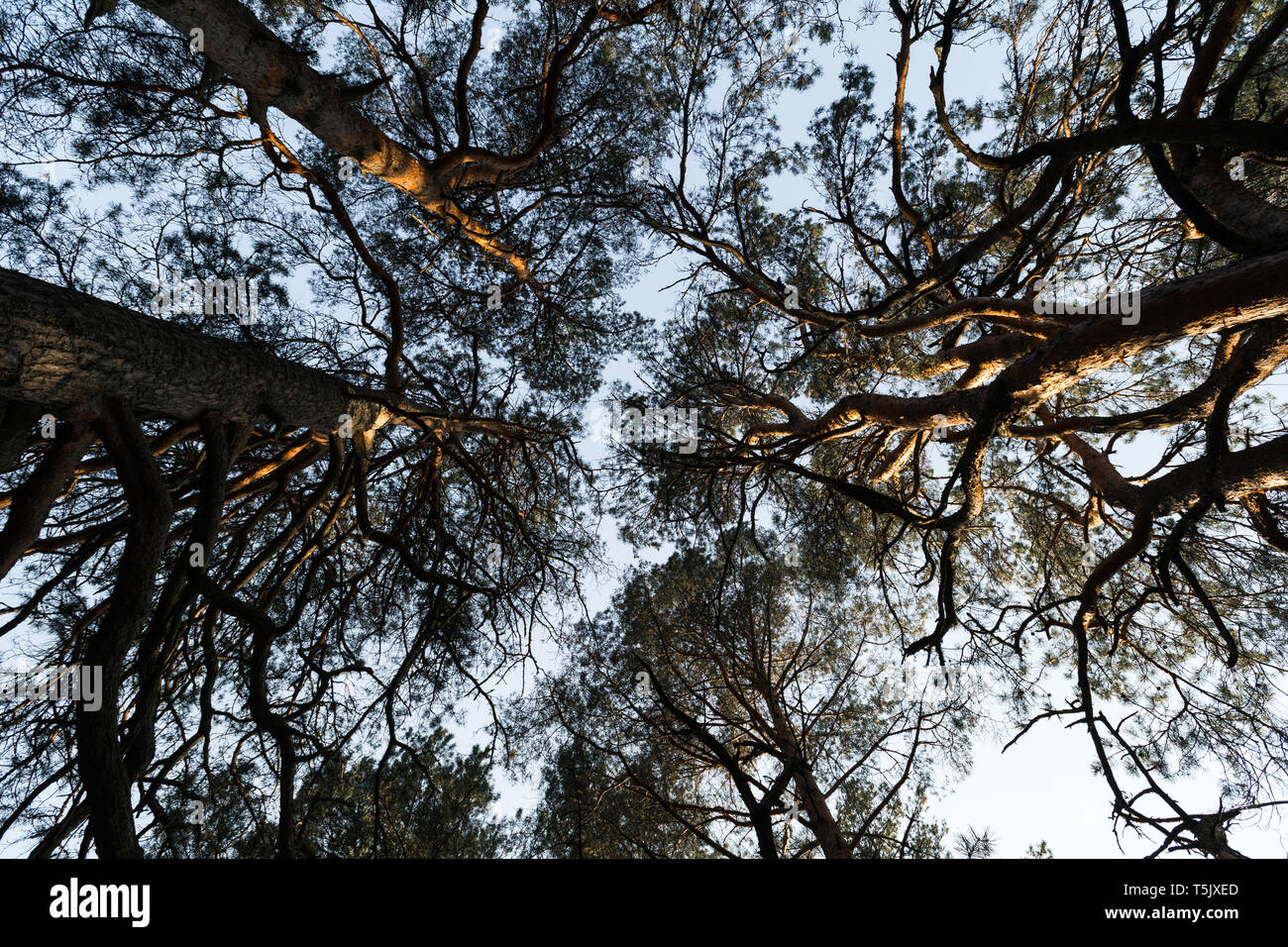 Circle camera movement from ground facing sky with pine trees and clear ...