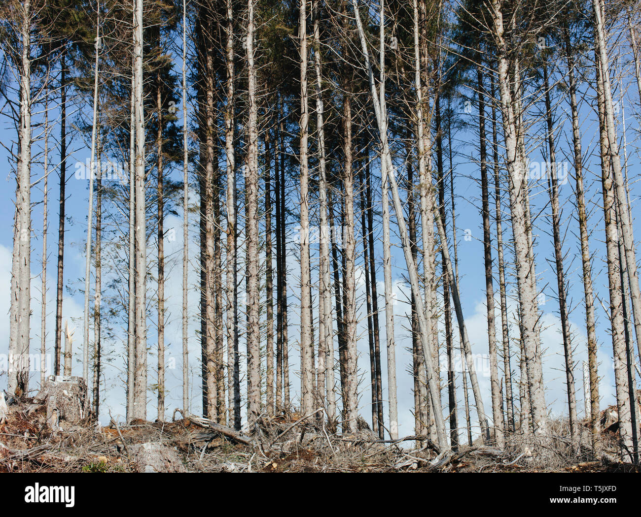 Open landscape, a hillside of logged spruce, hemlock and fir trees ...