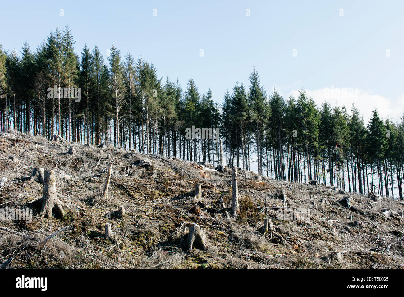 Open landscape, a hillside of logged spruce, hemlock and fir trees ...