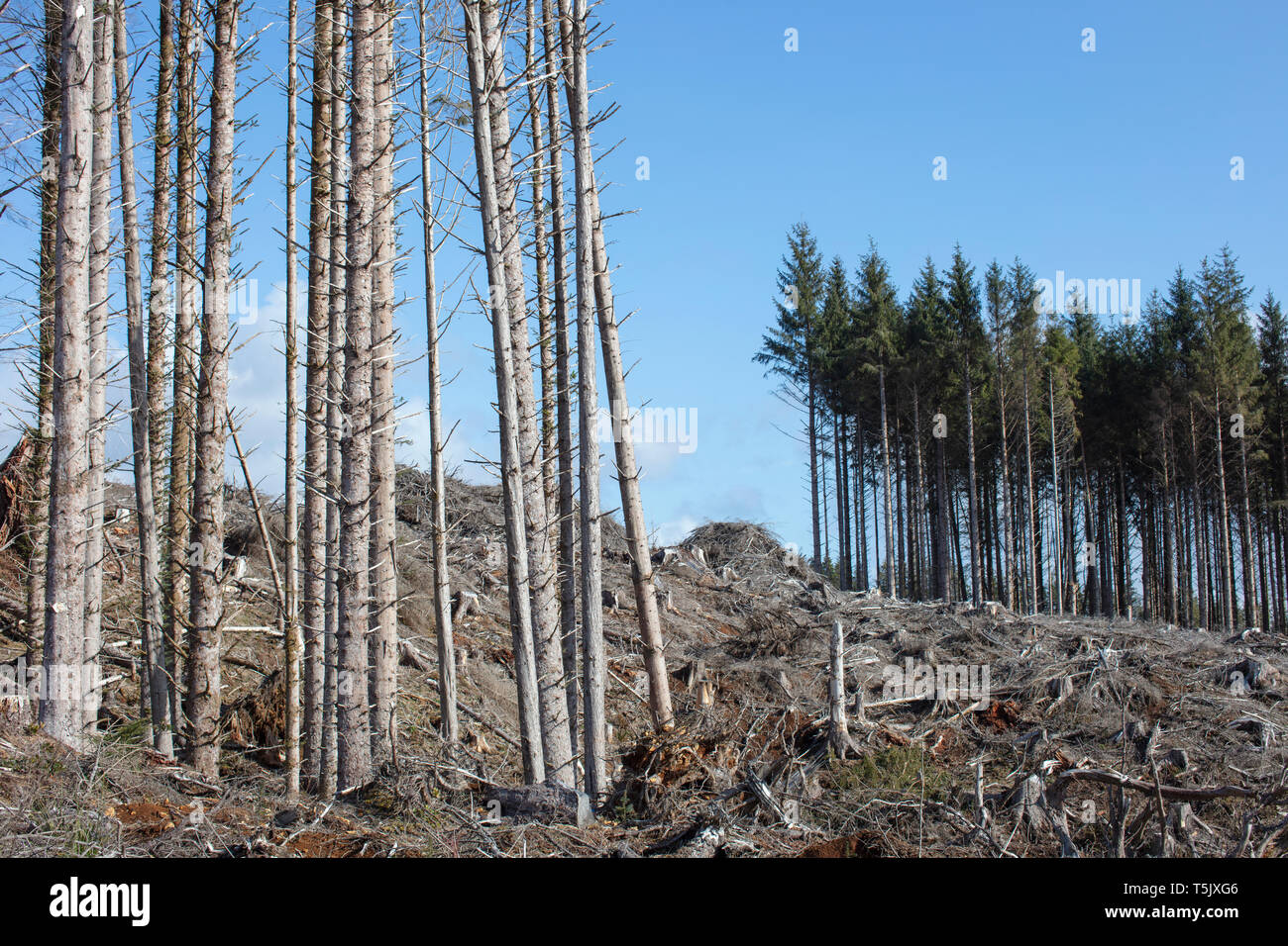 Open landscape, a hillside of logged spruce, hemlock and fir trees ...