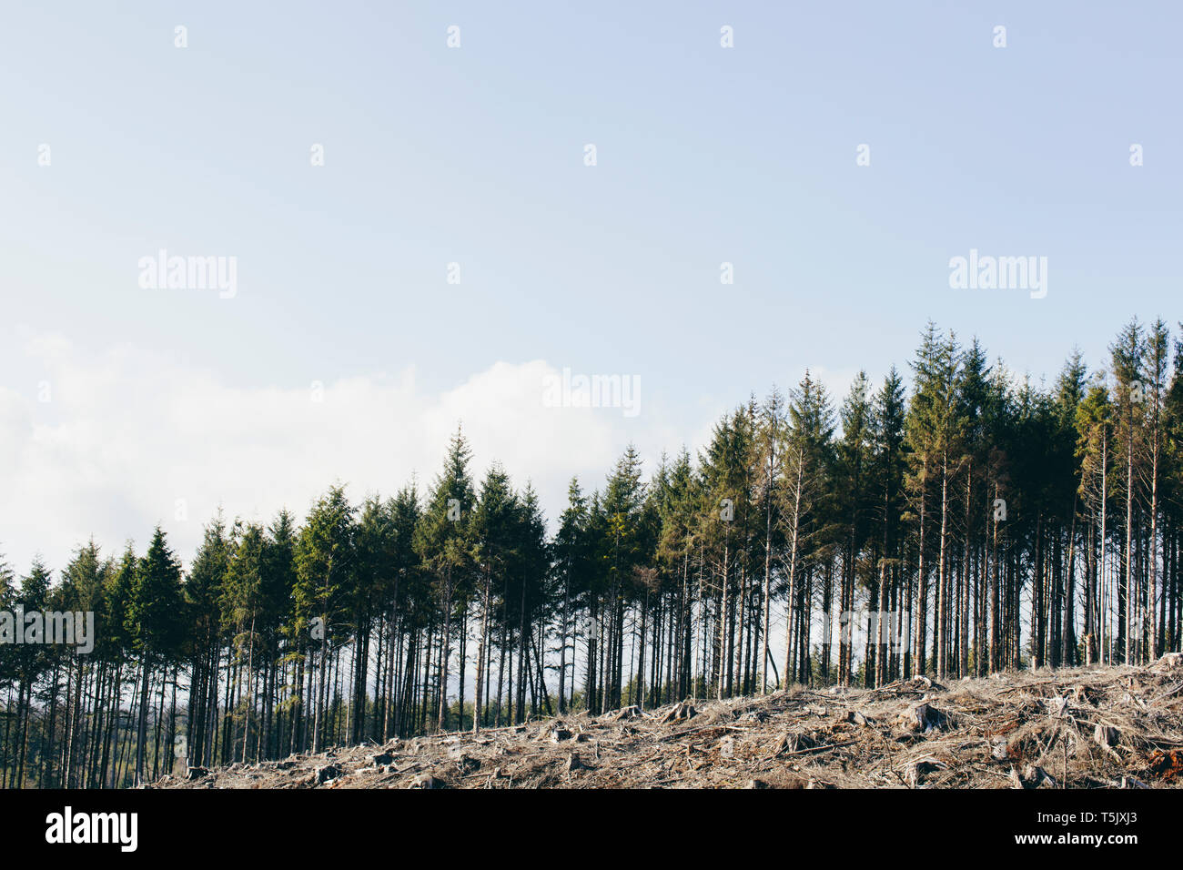 Open landscape, a hillside of logged spruce, hemlock and fir trees ...